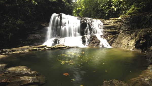 Veragua Rainforest and Tortuguero Canals Excursion - Relax Day Tours
